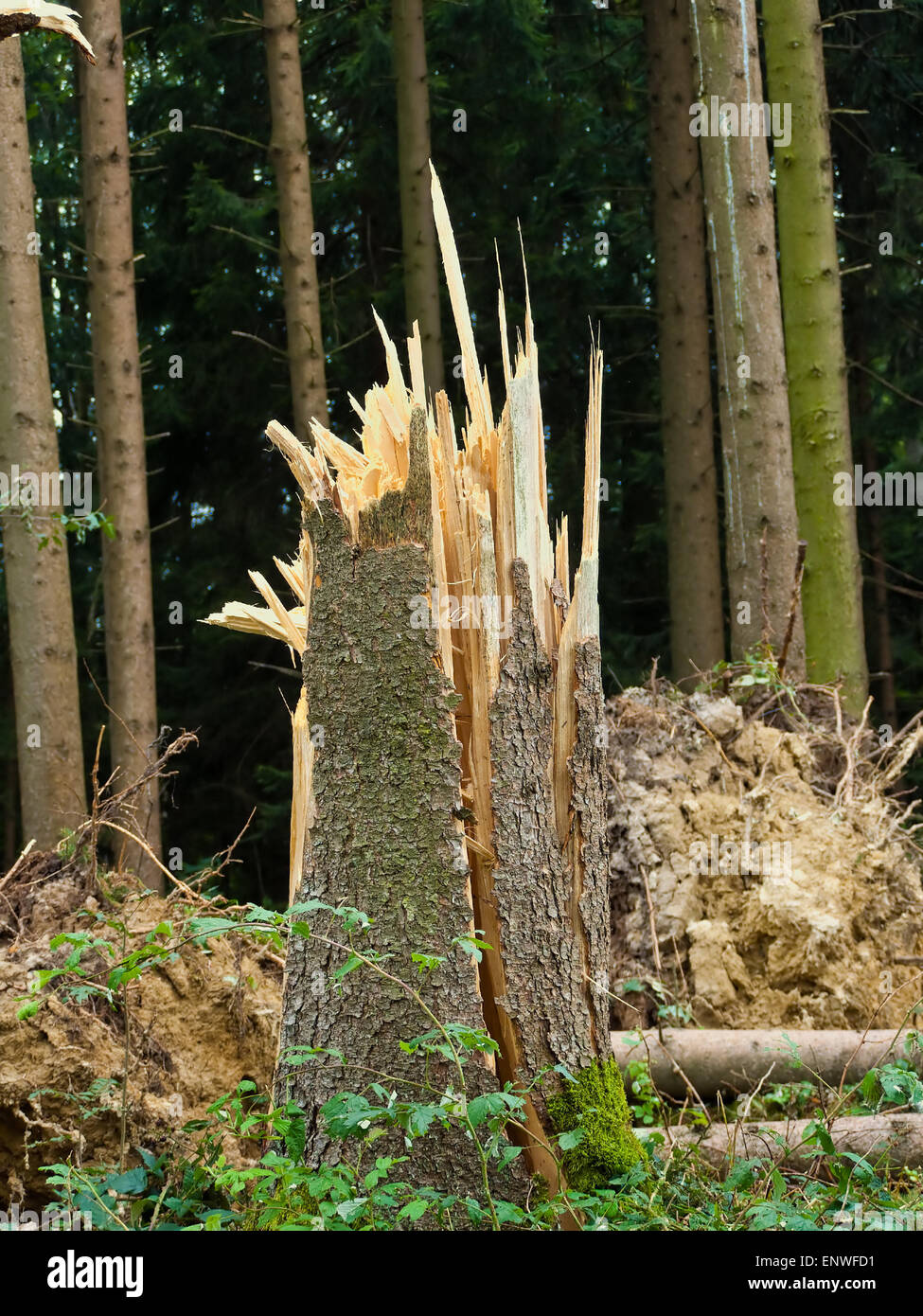 Storm damage. Trees in forest after storm Stock Photo - Alamy