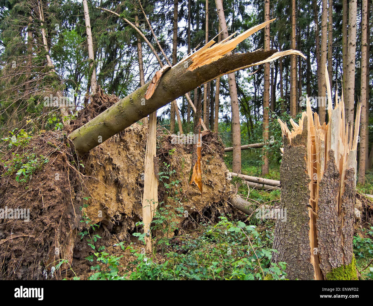 Forest after storm hi-res stock photography and images - Alamy