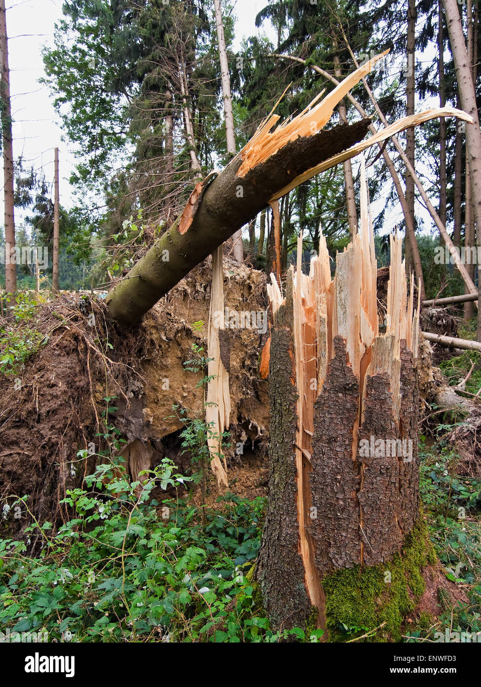 Storm damage. Trees in forest after storm Stock Photo - Alamy