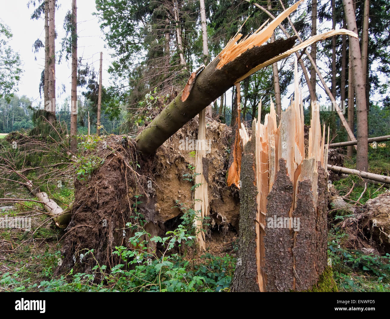Storm damage. Trees in forest after storm Stock Photo - Alamy