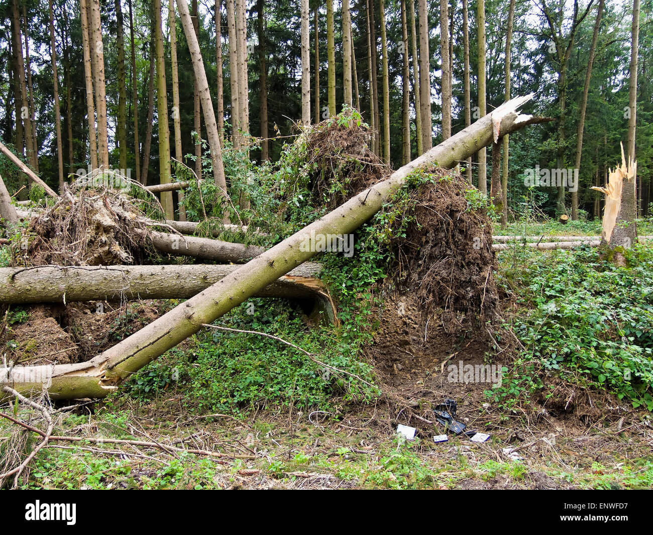 Storm damage. Trees in forest after storm Stock Photo - Alamy
