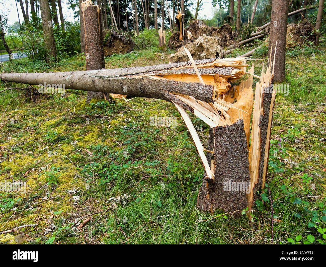 Storm damage. Trees in forest after storm Stock Photo - Alamy