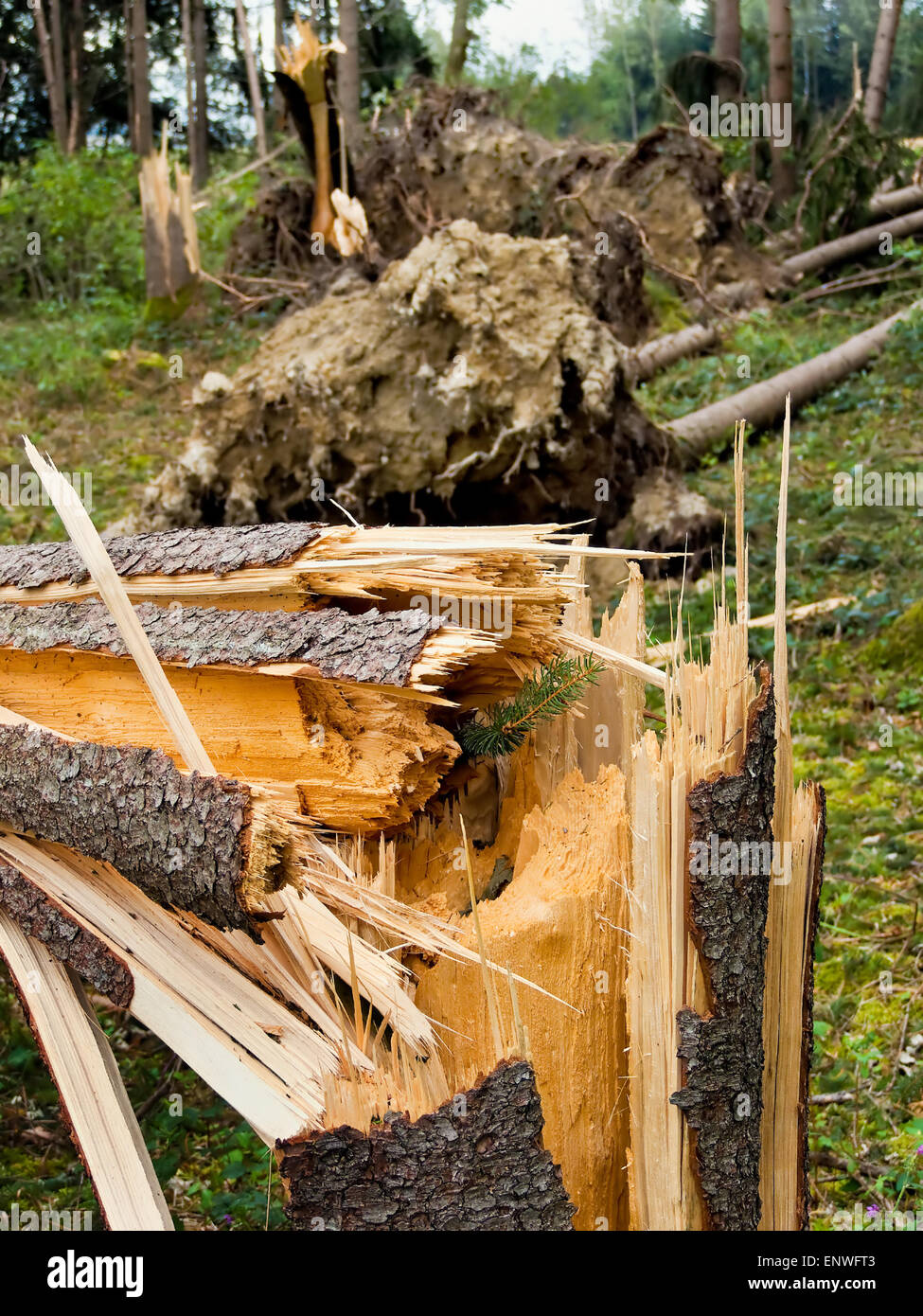 Storm damage. Trees in forest after storm Stock Photo - Alamy