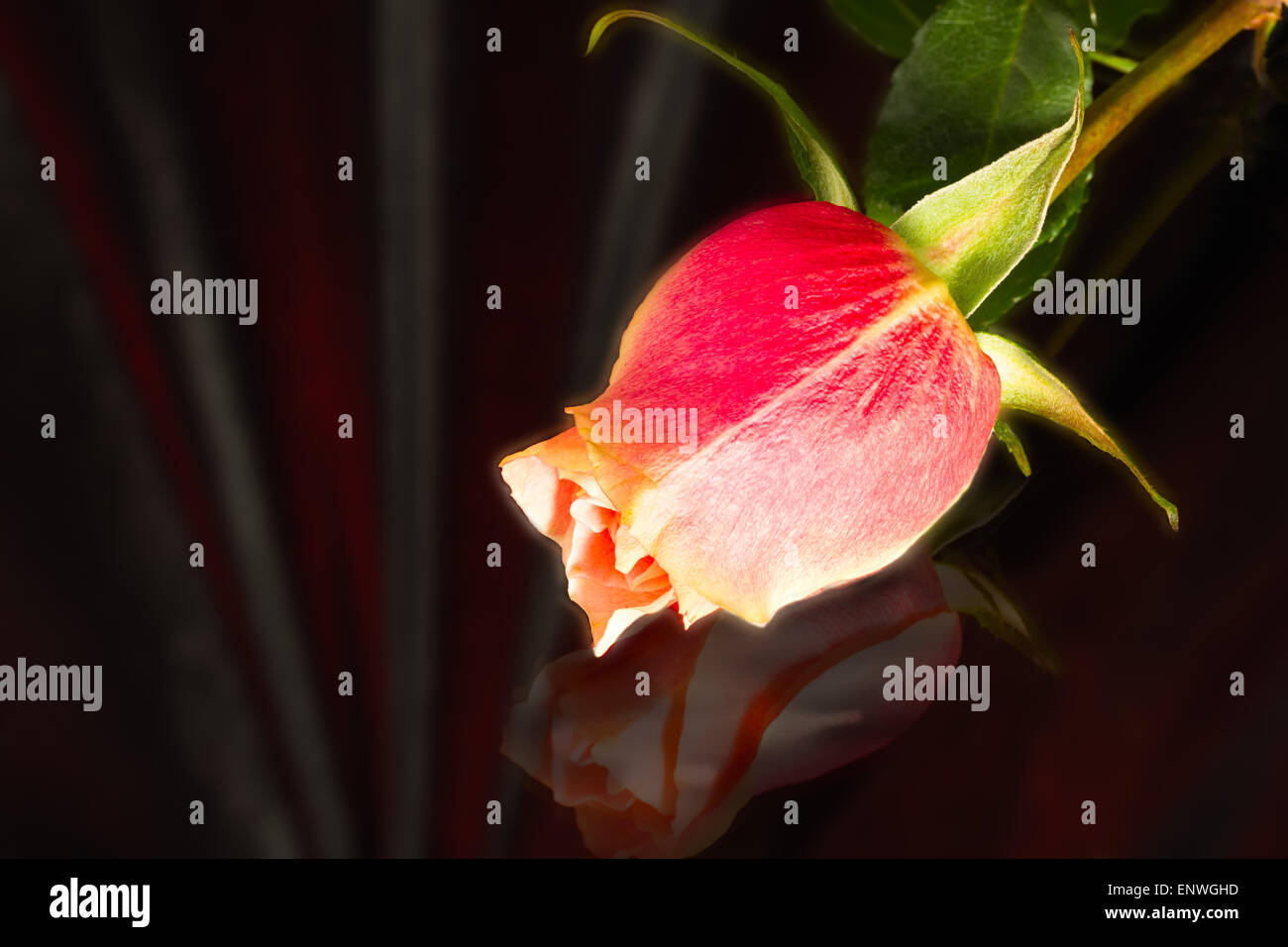 beautiful wild-growing scarlet rose on dark background Stock Photo - Alamy