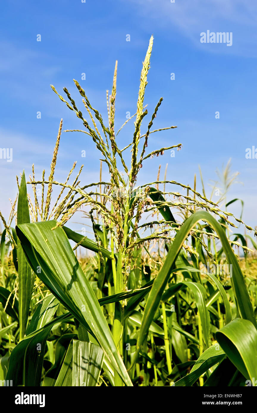 Corn stalk in a cornfield Stock Photo - Alamy