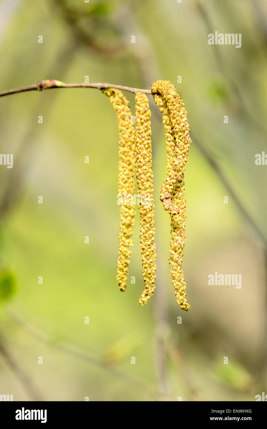 Long birch flower hanging from a branch in early spring Stock Photo - Alamy
