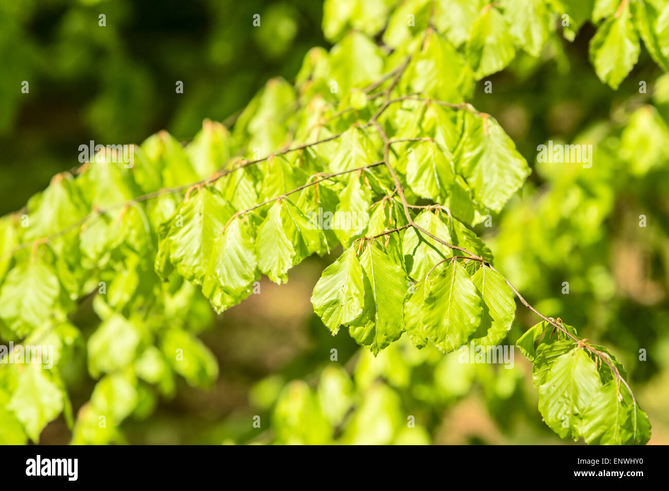 Fresh beech (Fagus sylvatica) leaves in early spring. Sunlight reflect ...
