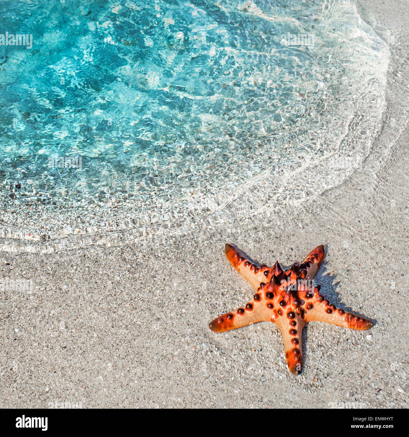 Wallpaper Starfish High Resolution Stock Photography and Images - Alamy