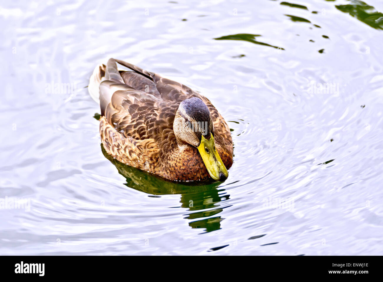 Duck wild in the pond water Stock Photo - Alamy