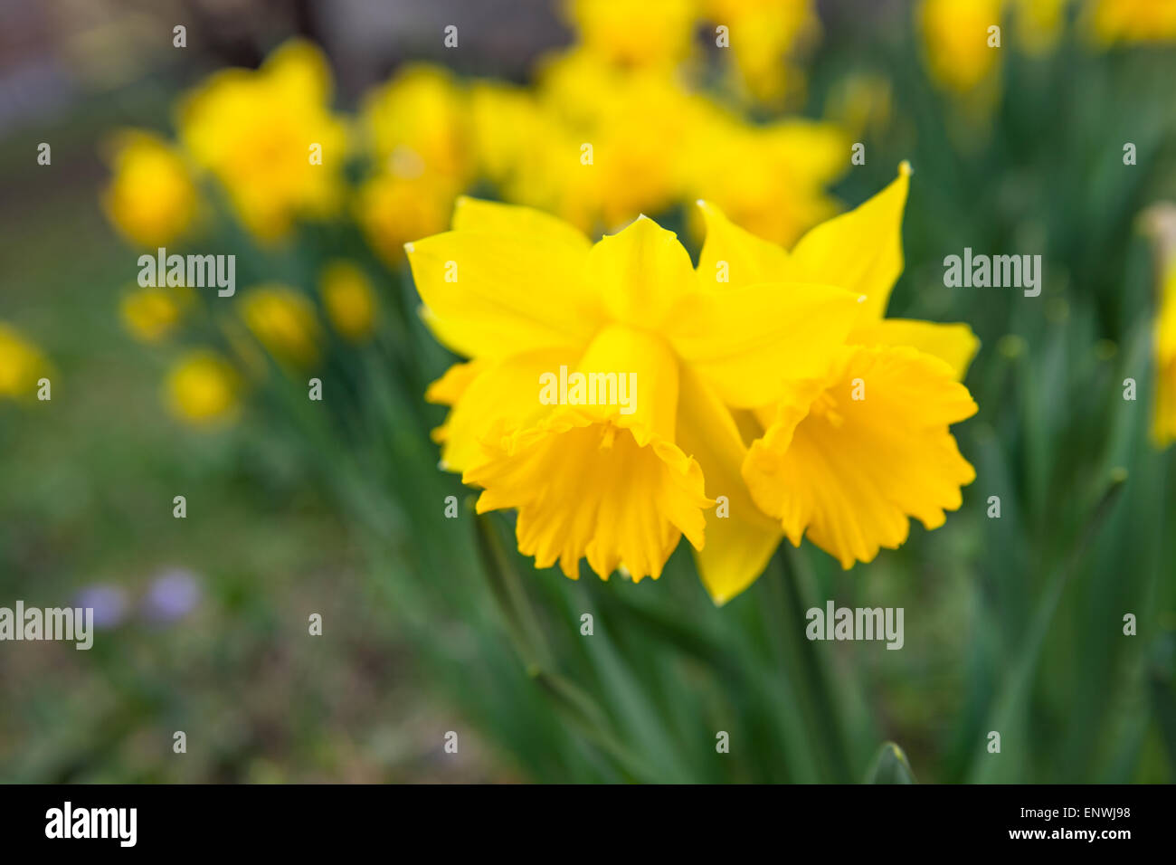 Beautiful spring flowers out in nature, daffodils Stock Photo - Alamy