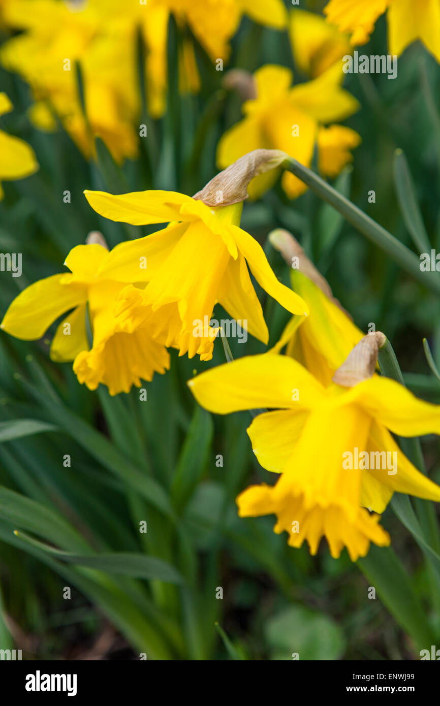 Beautiful spring flowers in nature outdoors, daffodils Stock Photo - Alamy