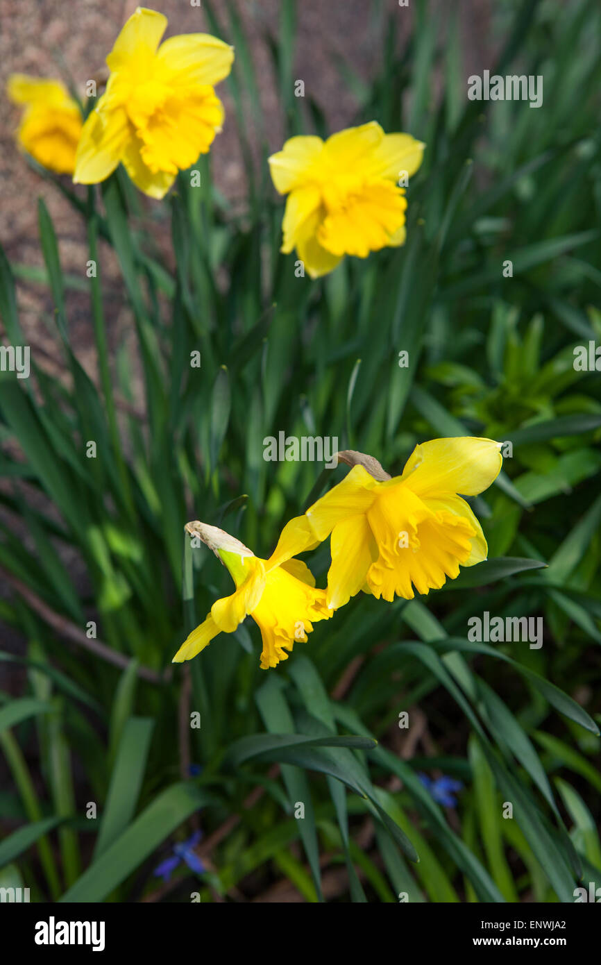 Beautiful spring flowers outdoors in nature, daffodils Stock Photo - Alamy