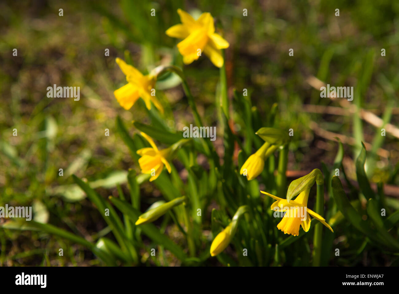 Beautiful spring flowers outdoors in nature, daffodils Stock Photo - Alamy