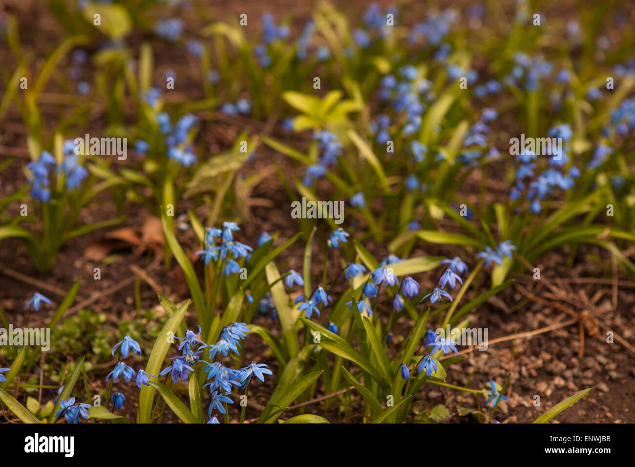 Beautiful spring flowers outdoors in nature Stock Photo - Alamy