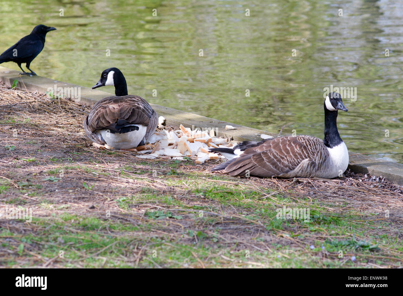 Two Canadian Geese guarding pile of bread from crow besides River Ouse ...
