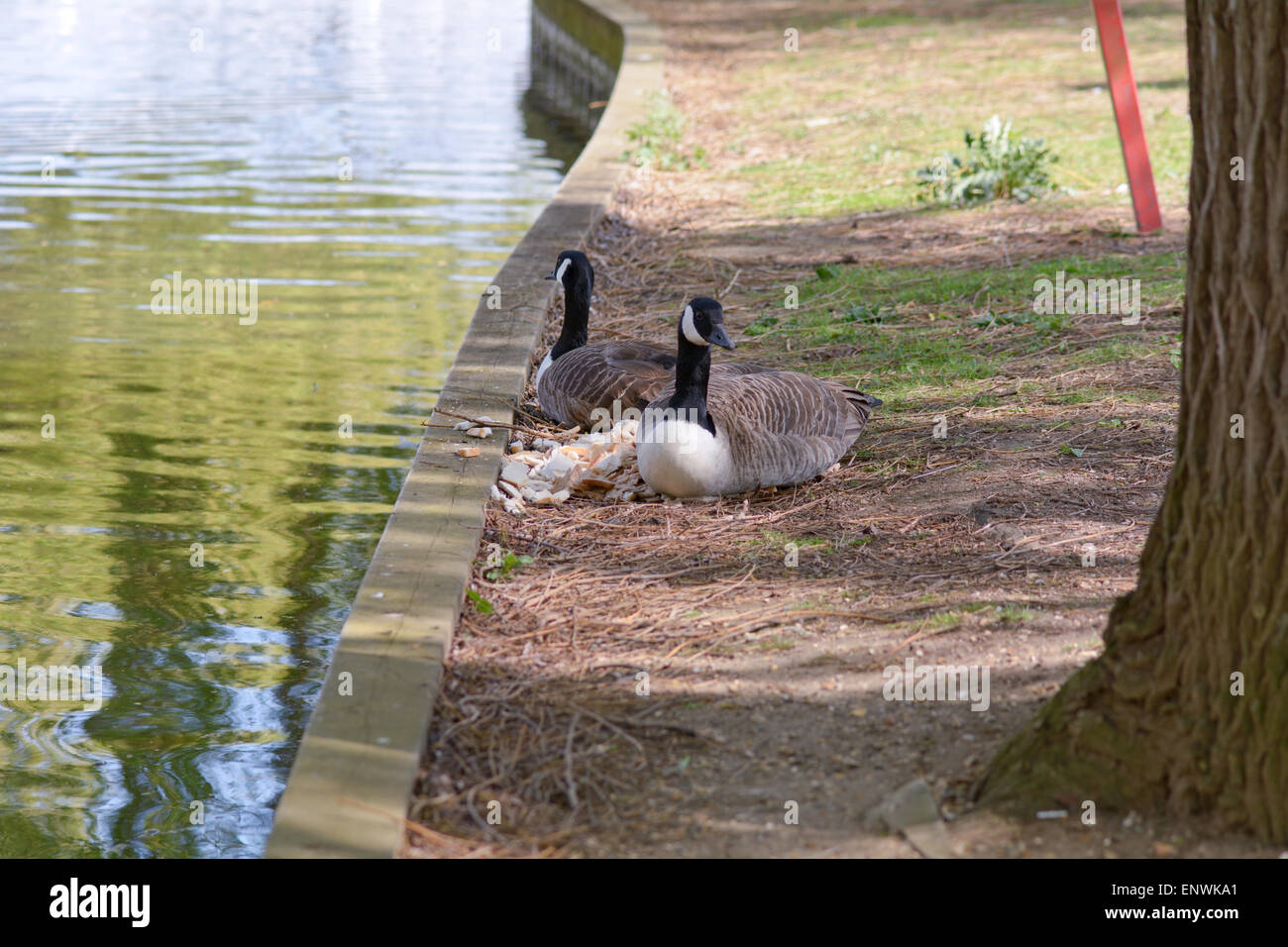Two Canadian Geese guarding pile of bread from other birds besides ...