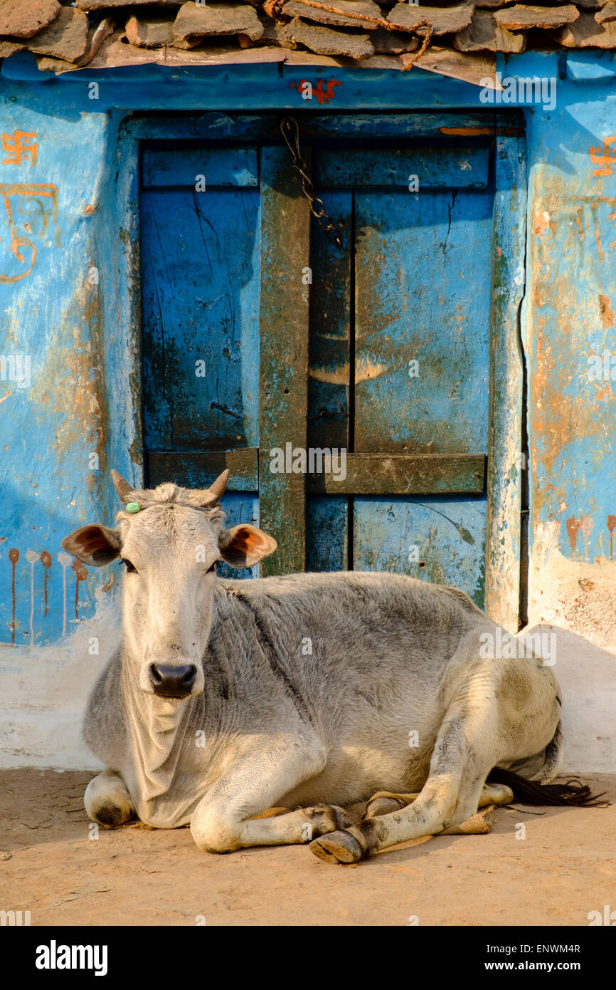 Blue cow of india hi-res stock photography and images - Alamy