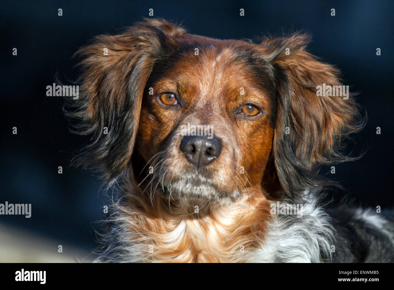 Tabby dog hi-res stock photography and images - Alamy