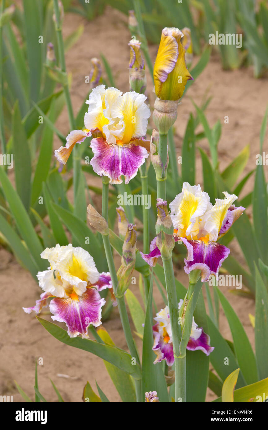Irises field hi-res stock photography and images - Alamy