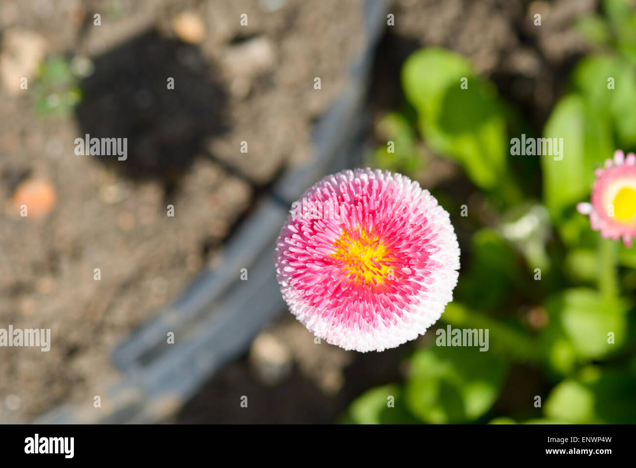 Pink daisy flower with shadow Stock Photo - Alamy