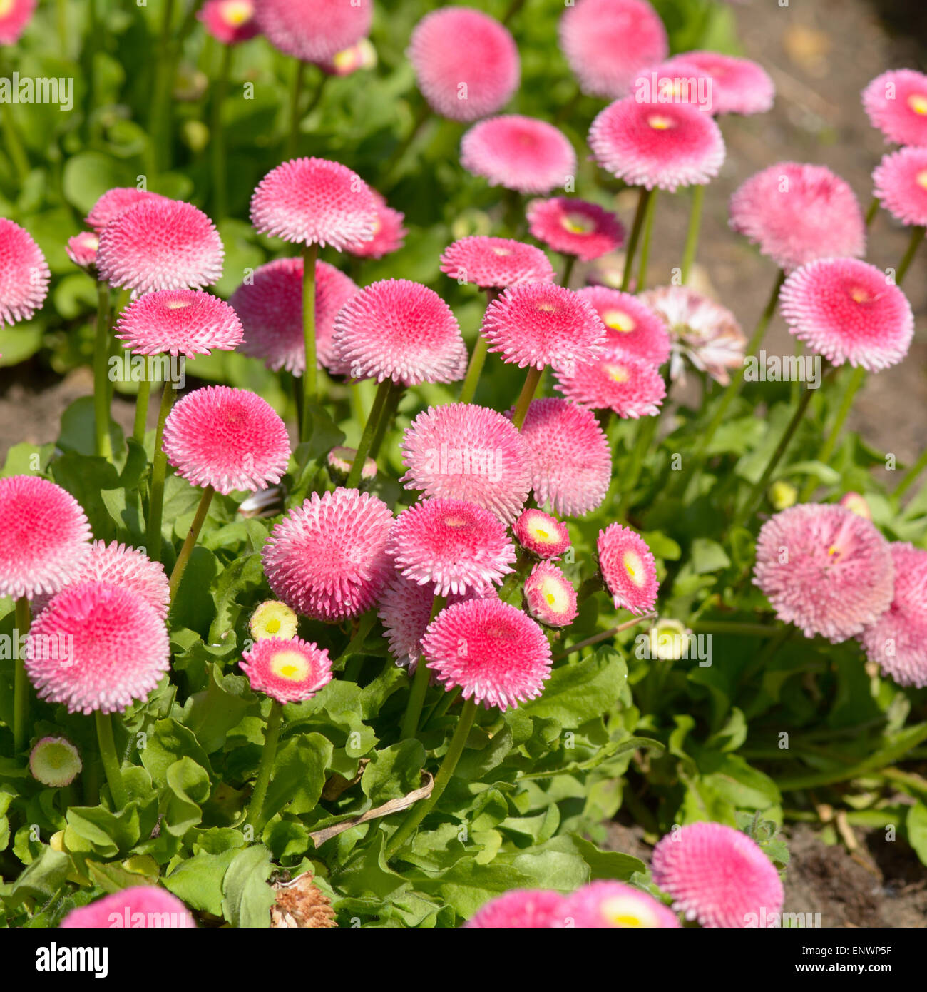 Pink daisy flowers Stock Photo - Alamy