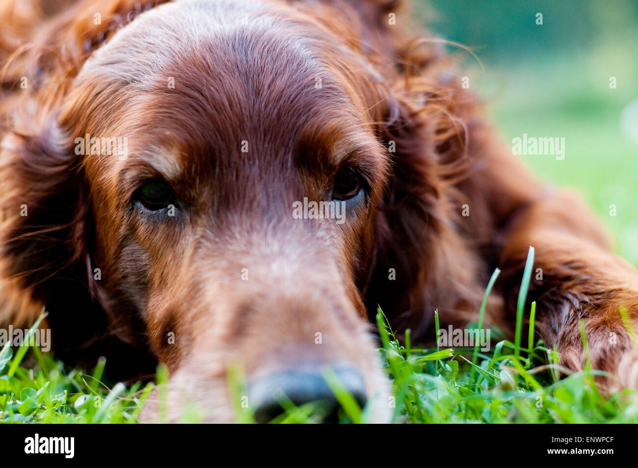 Red setter nose hi-res stock photography and images - Alamy