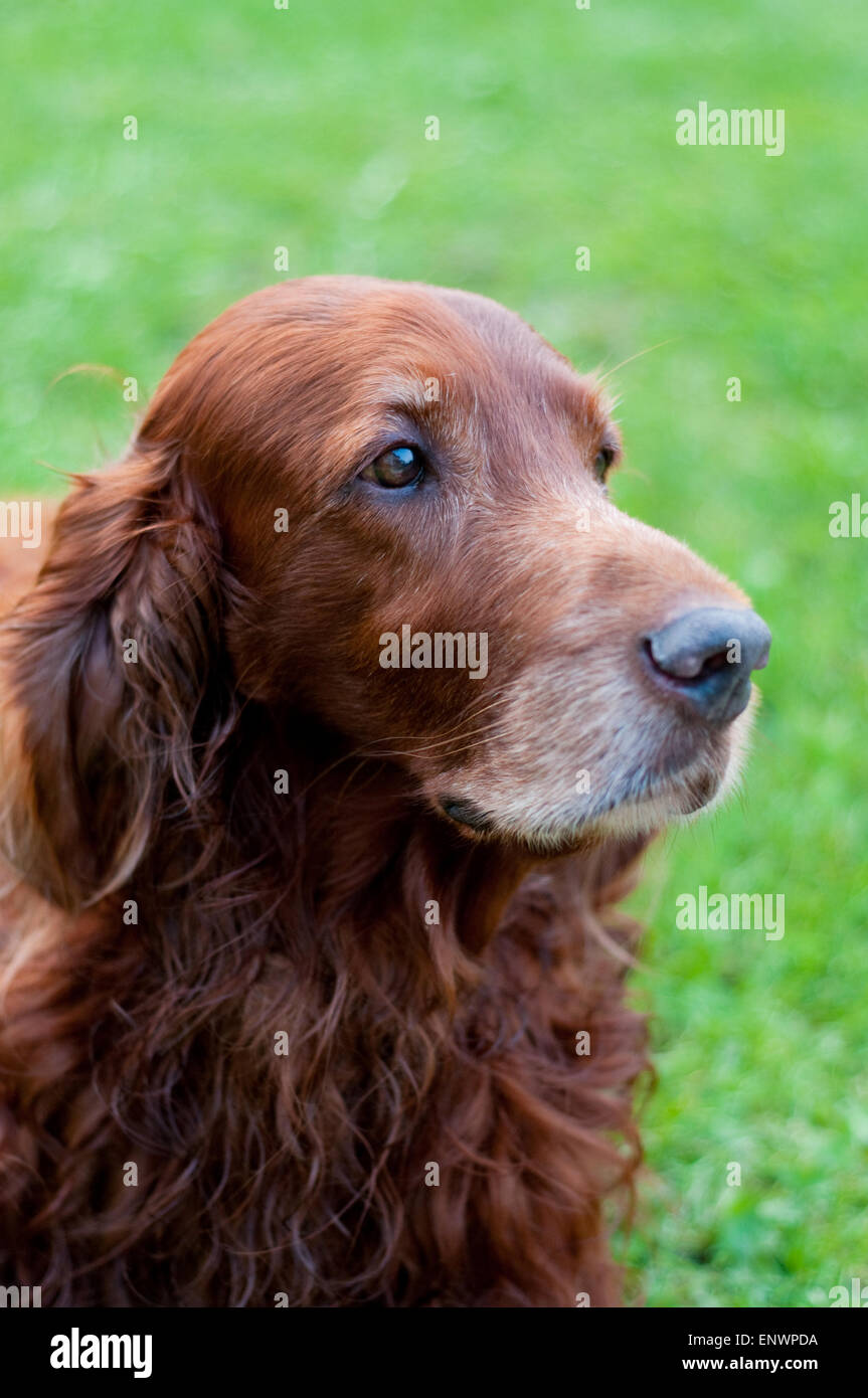 Irischer setter hi-res stock photography and images - Alamy