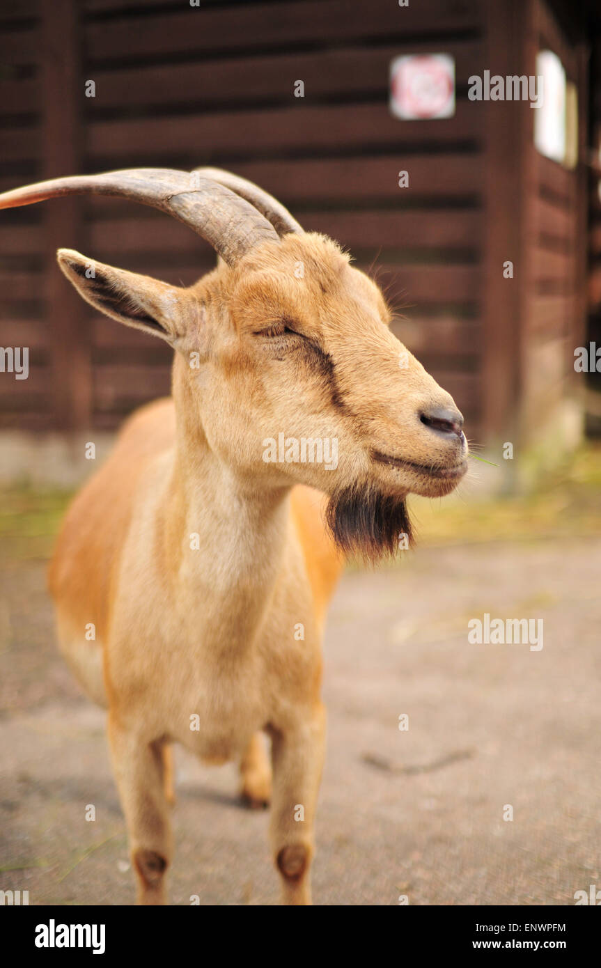Goats mammal mammals animal animals wildlife bovidae nature hi-res ...