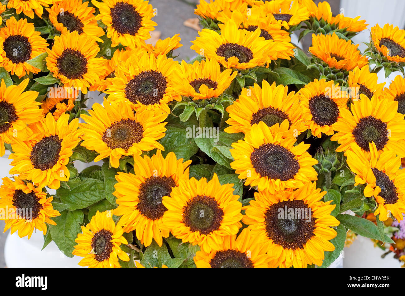 Shot bunch of sunflowers Stock Photo - Alamy
