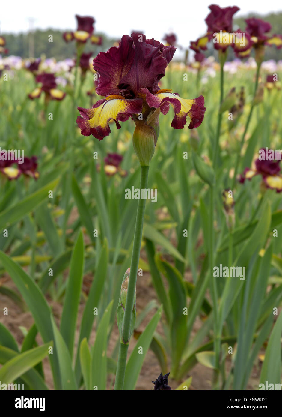 Field of iris flowers in Keizer Oregon Stock Photo - Alamy