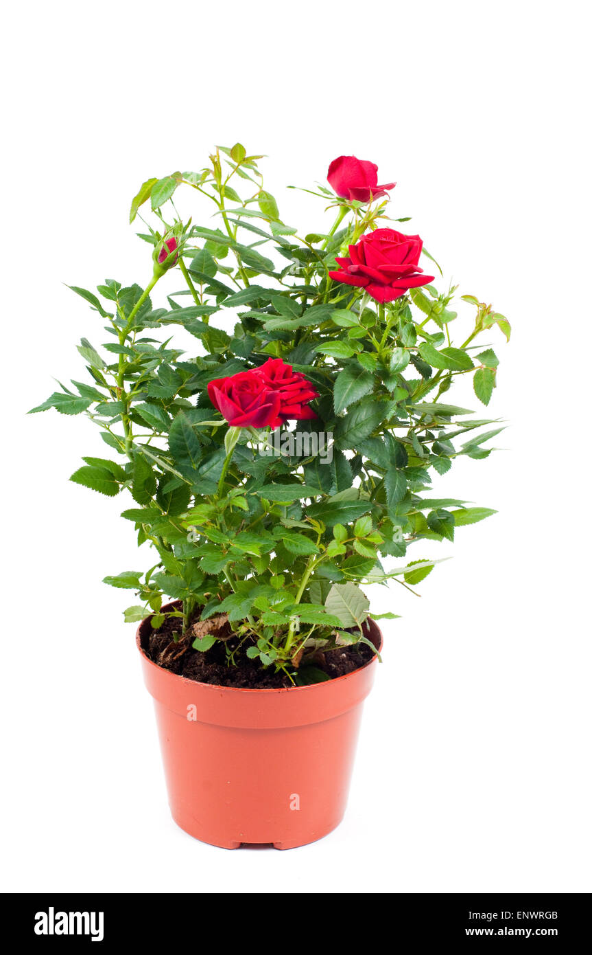 Roses in pot Stock Photo - Alamy