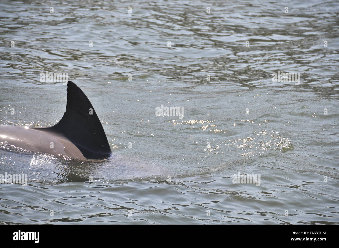 Gray dolphin hi-res stock photography and images - Alamy