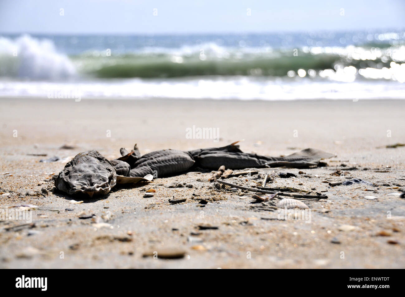 Dead shark beach hi-res stock photography and images - Alamy