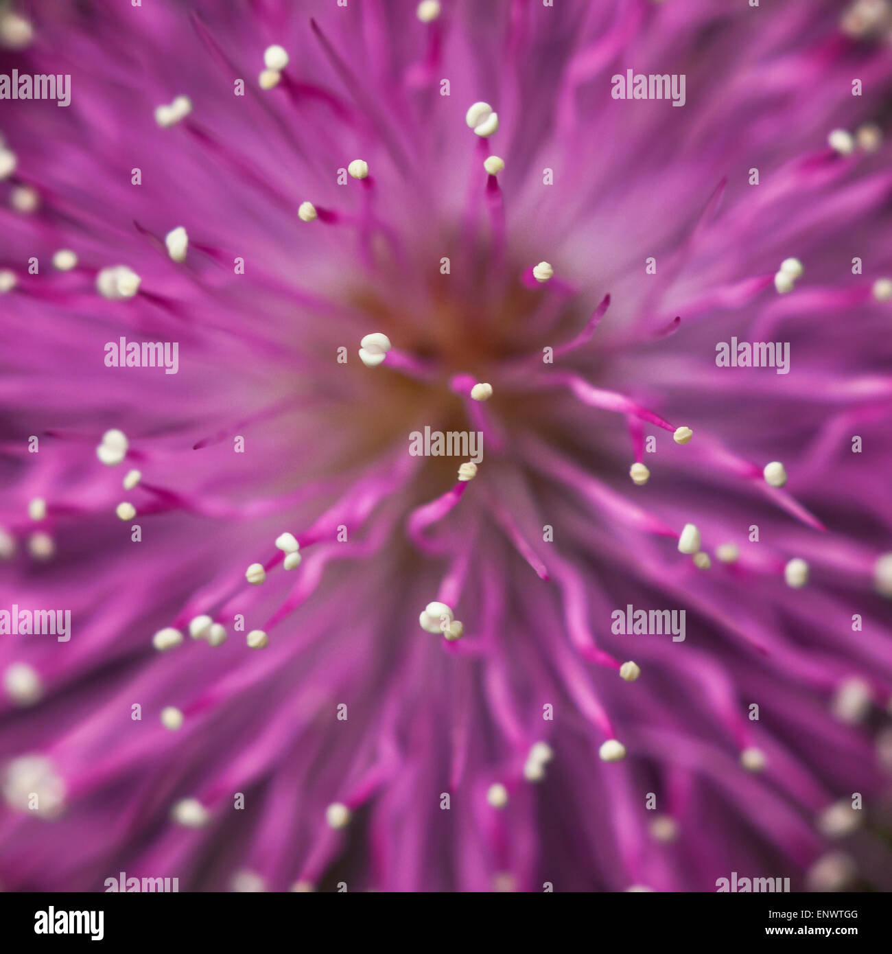 Round pink flower pollen Stock Photo - Alamy