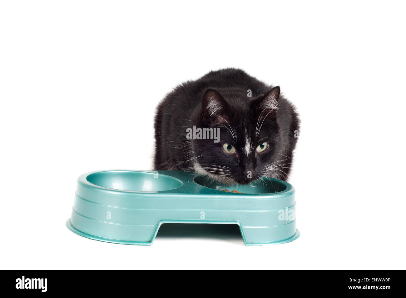 Beautiful cute cat eating food Cut Out Stock Images & Pictures - Alamy
