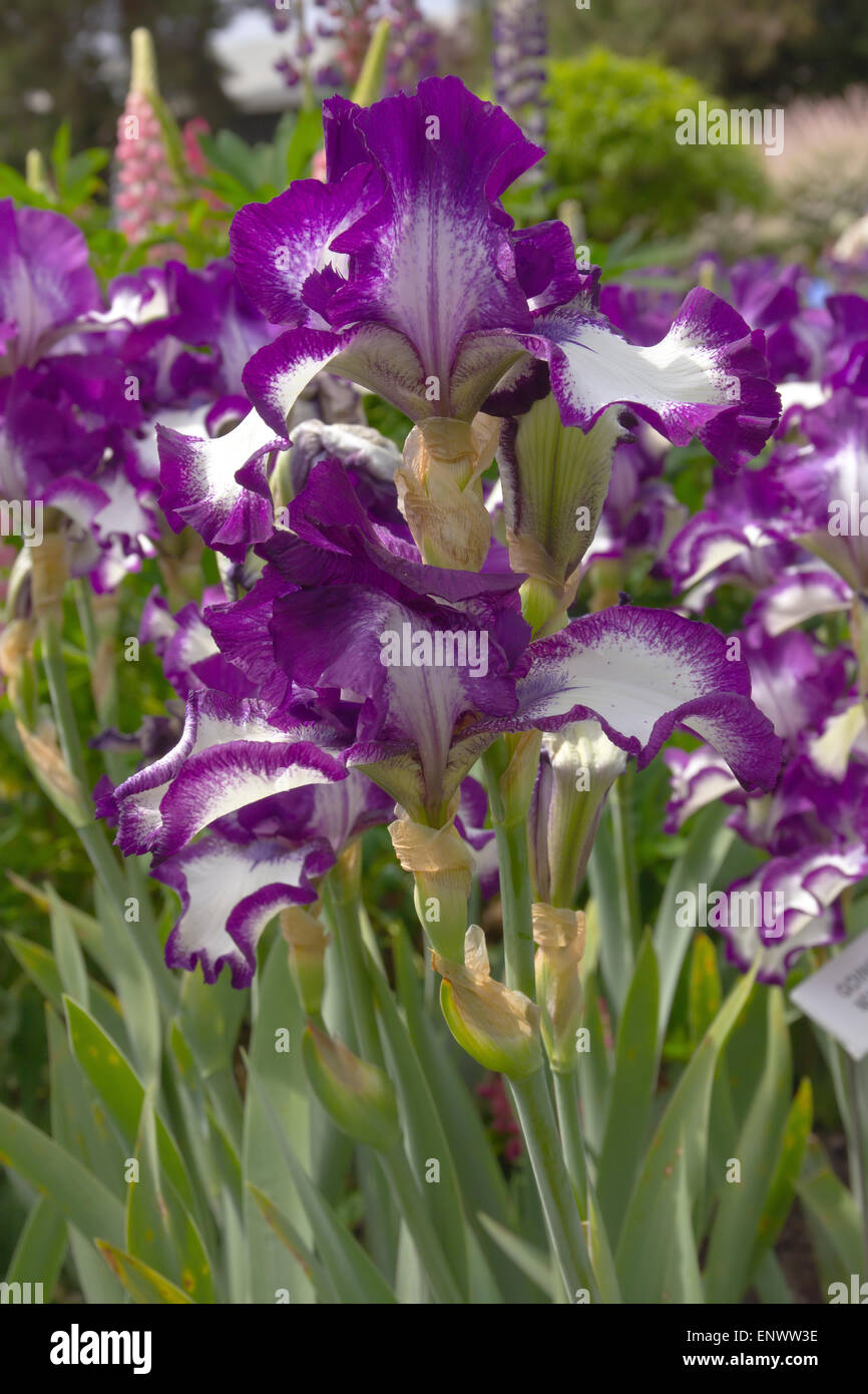 Field of iris flowers in Keizer Oregon Stock Photo - Alamy