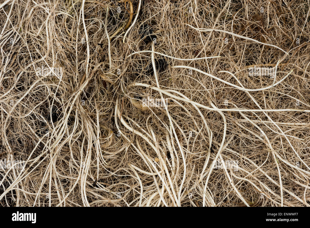 Mass of side roots of herbaceous plant grown as in a hydroculture or ...
