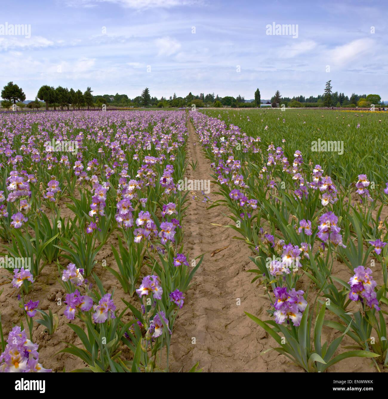 Iris flower field hi-res stock photography and images - Alamy