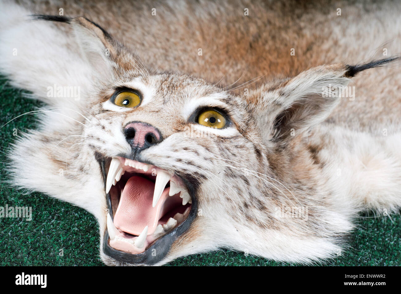 Dead lynx is hi-res stock photography and images - Alamy