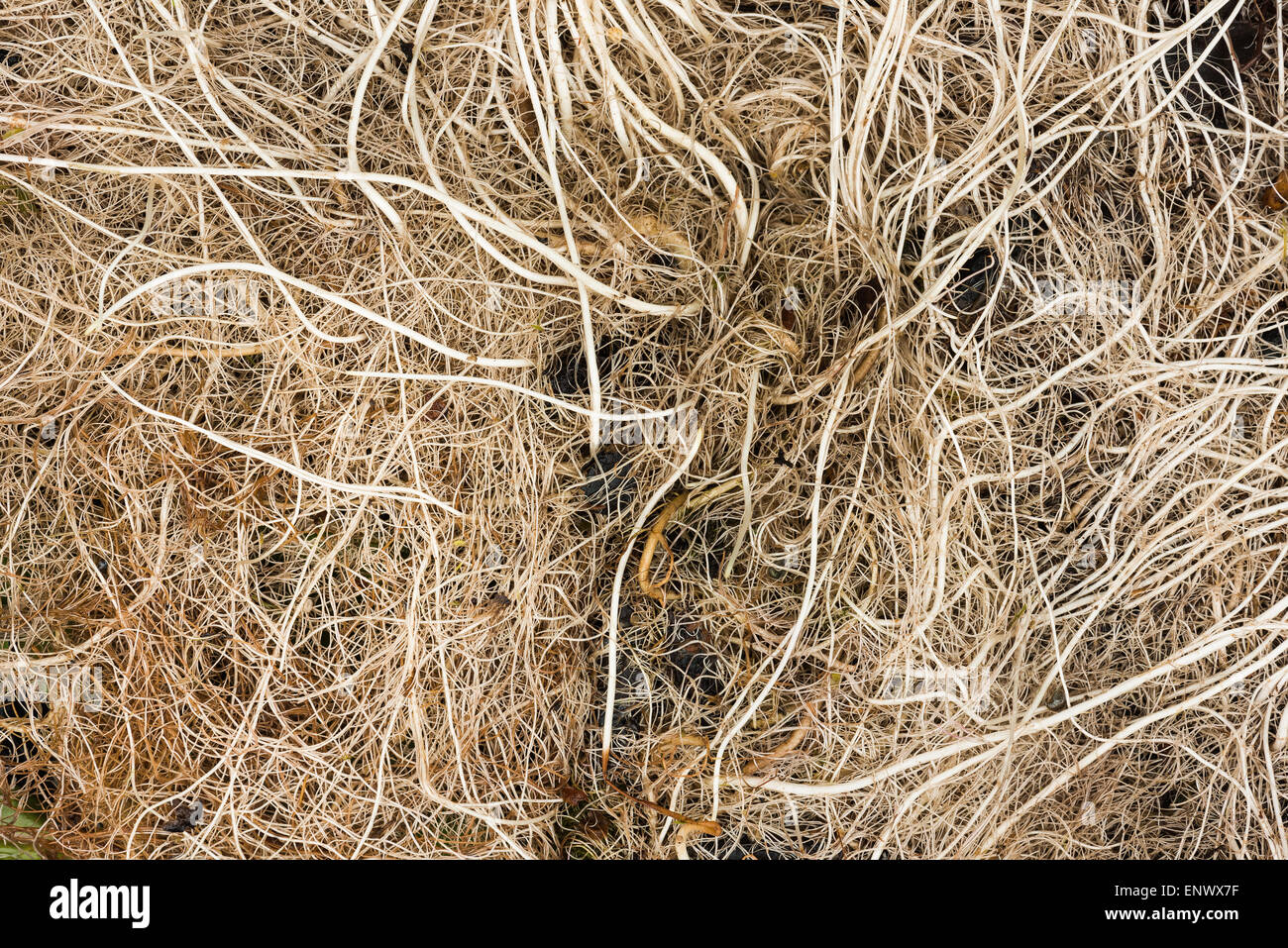 Mass of side roots of herbaceous plant grown as in a hydroculture or ...