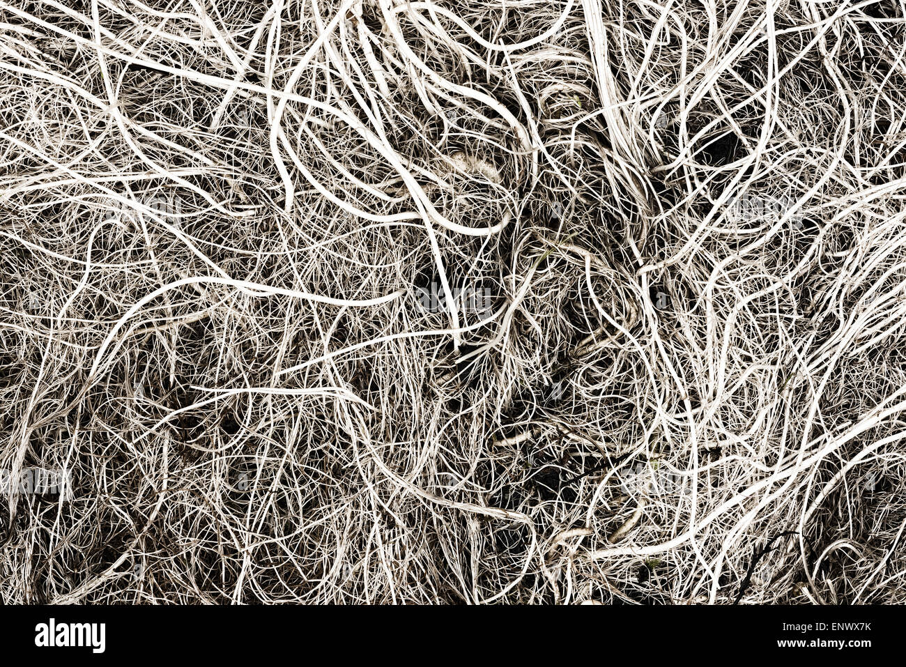 Mass of side roots of herbaceous plant grown as in a hydroculture or ...