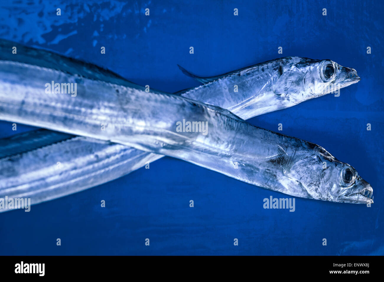 Two fishes crossing Stock Photo - Alamy
