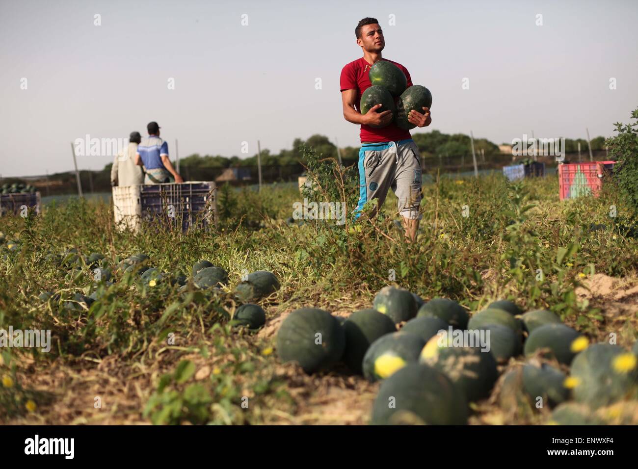 Khan Younis, Gaza Strip, Palestinian Territory. 12th May, 2015 ...
