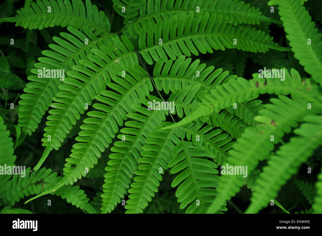 Thick curved leaves hi-res stock photography and images - Alamy