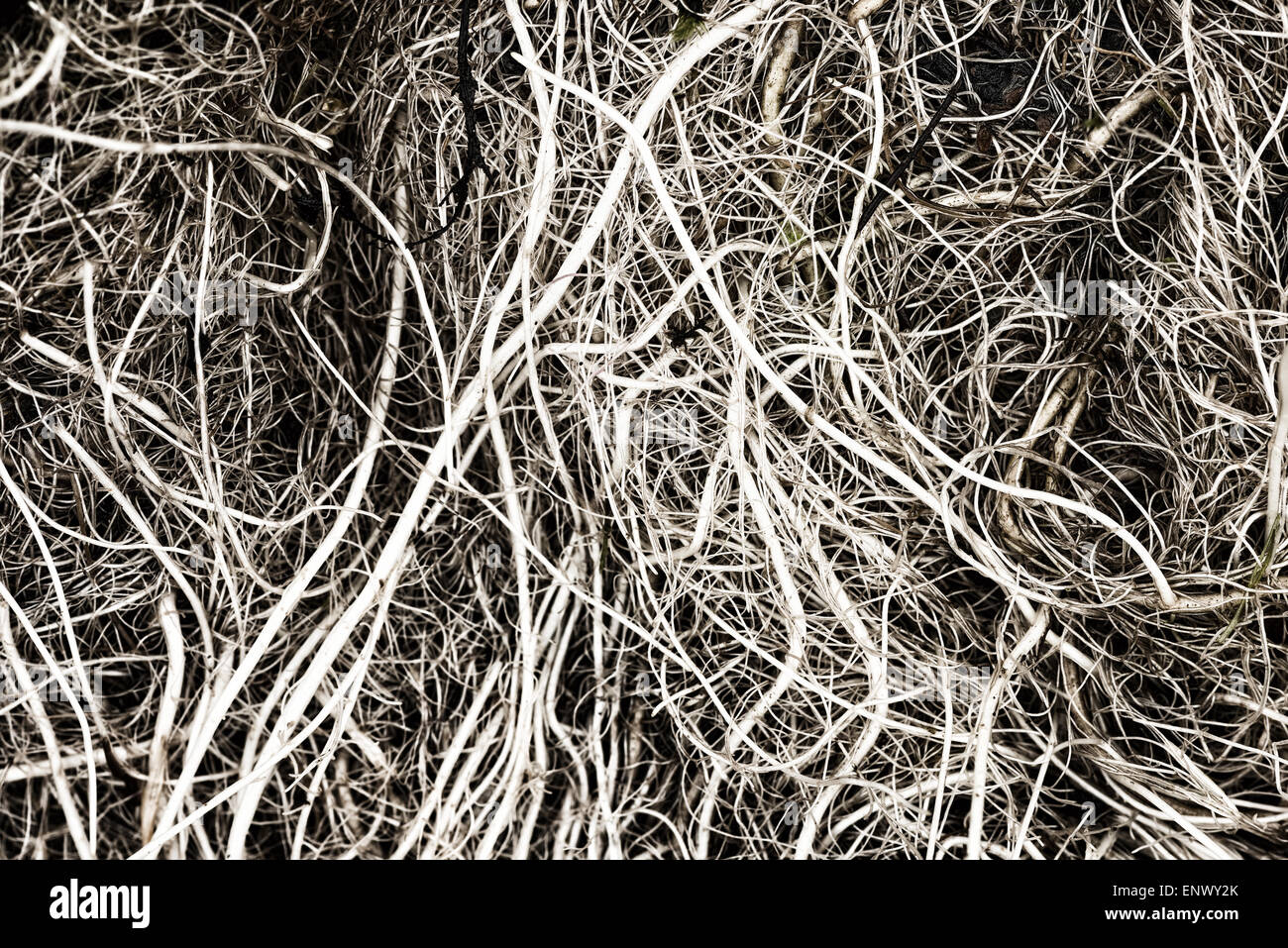 Mass of side roots of herbaceous plant grown as in a hydroculture or ...