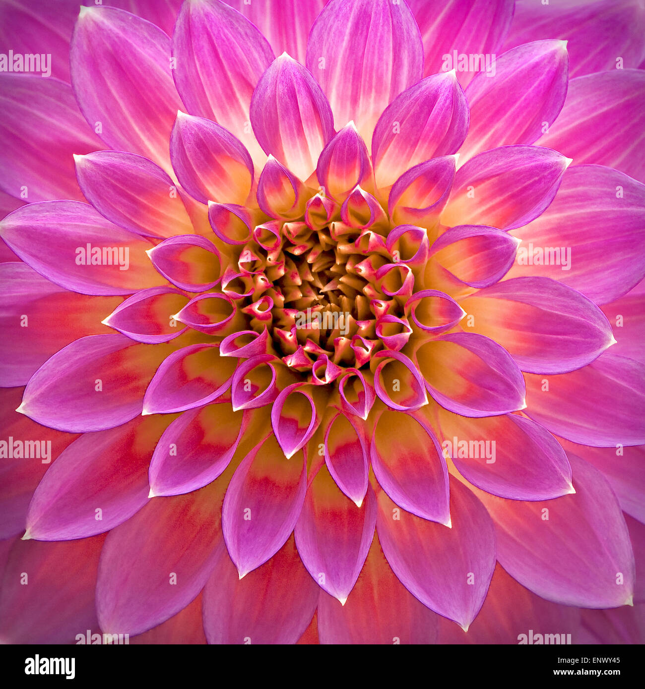 Pink screen saver hi-res stock photography and images - Alamy