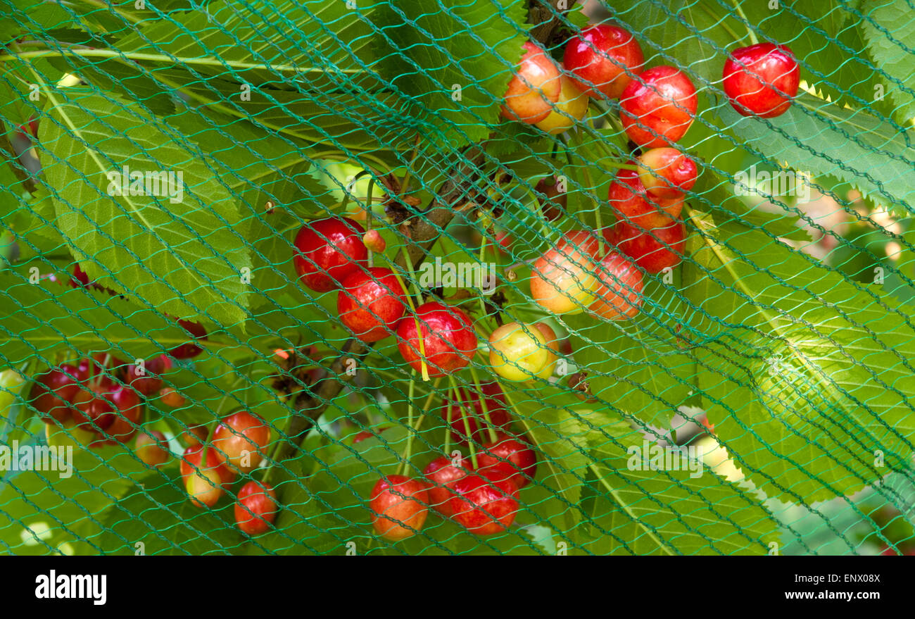Netted fruit tree hi-res stock photography and images - Alamy
