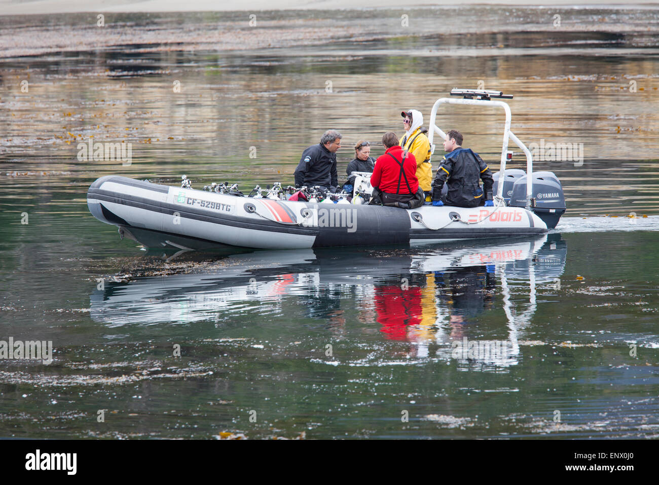 Preparing for a dive in California Stock Photo - Alamy
