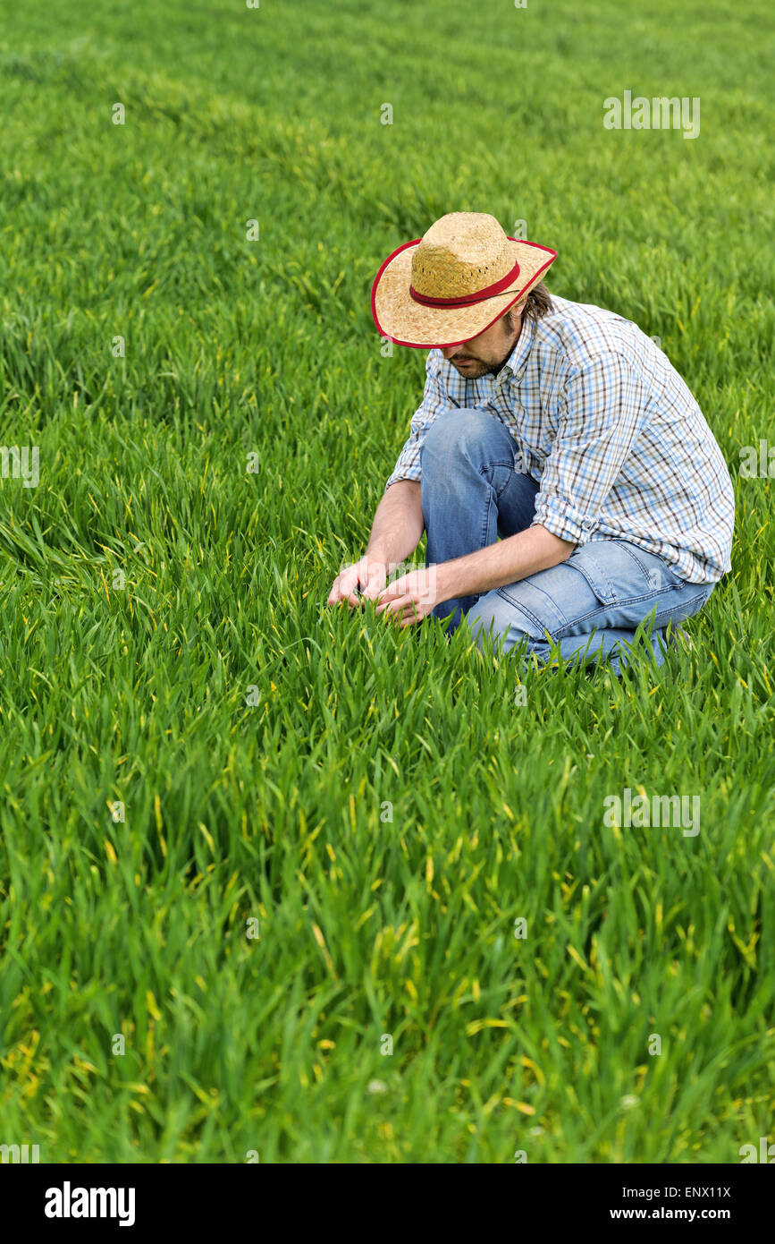 Farmer Examines and Controls Young Wheat Cultivation Field, Crop ...
