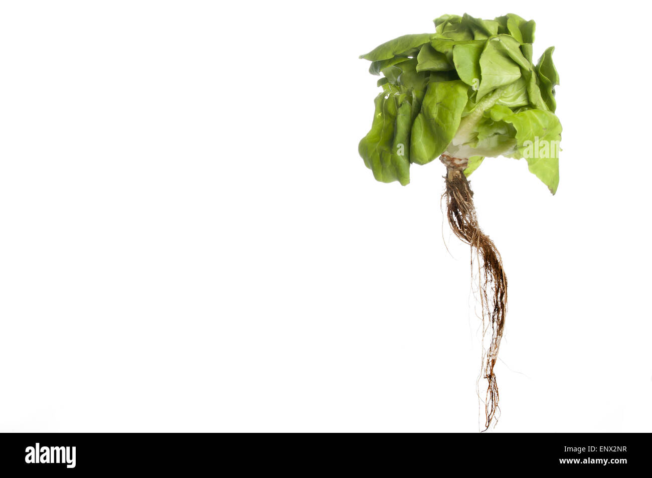 Lettuce roots Cut Out Stock Images & Pictures - Alamy